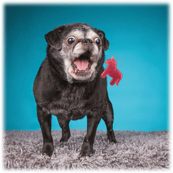 Meh: 10-Pack: Candy People Swedish Dala Horse Gummies (4 oz, 2.5lb total)