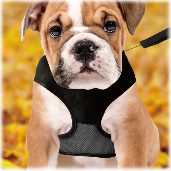 Meh: 2-for-Tuesday: 2-in-1 Lucky Leash Retractable Dog Harnesses/Leashes