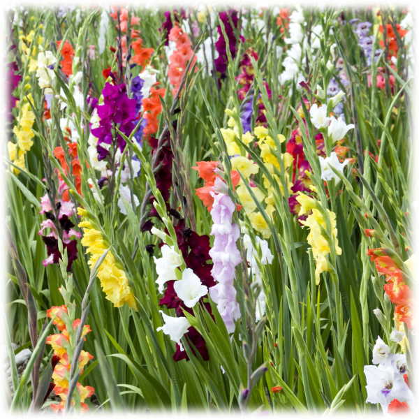 MorningSave: 100-Pack: Touch Of ECO Assorted Flower Bulbs