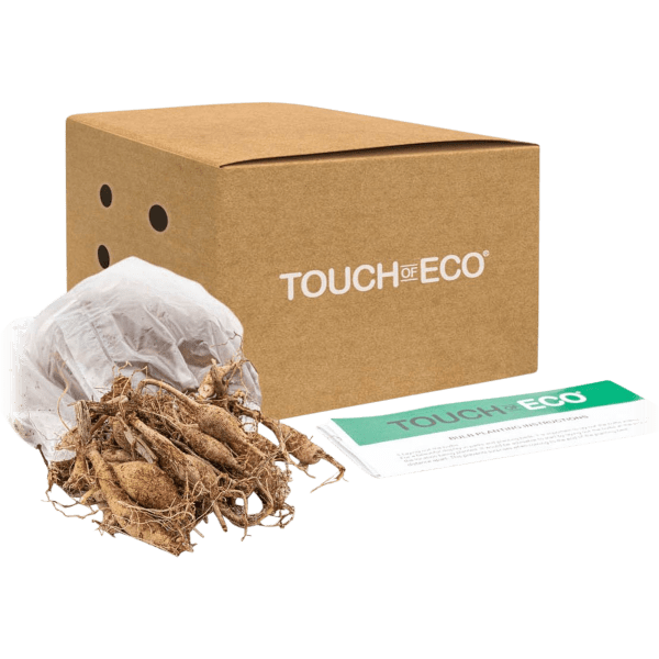 MorningSave: 12-Pack: Touch Of ECO Flower Bulbs