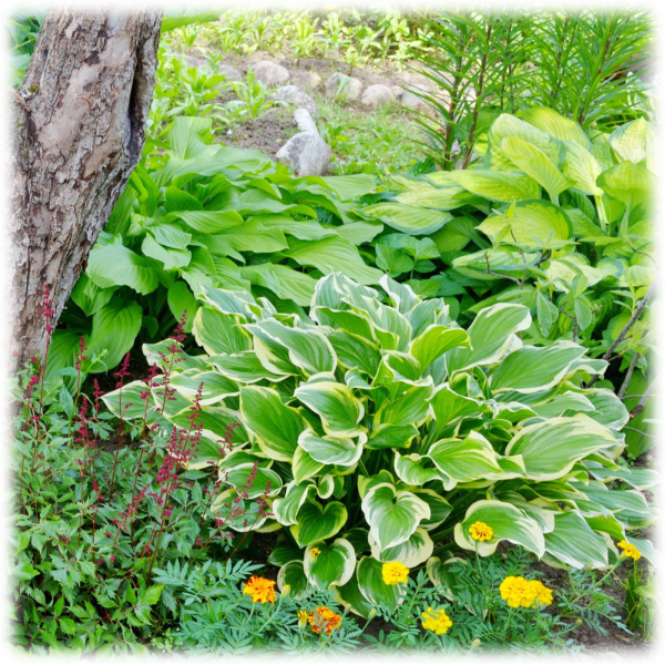 SideDeal: Hardy Heart Shaped Hosta Plants (6 Bare Roots)