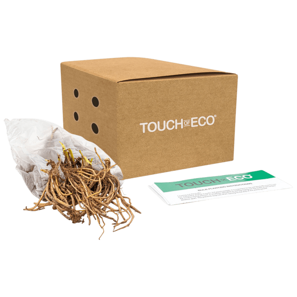 MorningSave: Pink Bleeding Heart Flowers (2 Bare Roots)