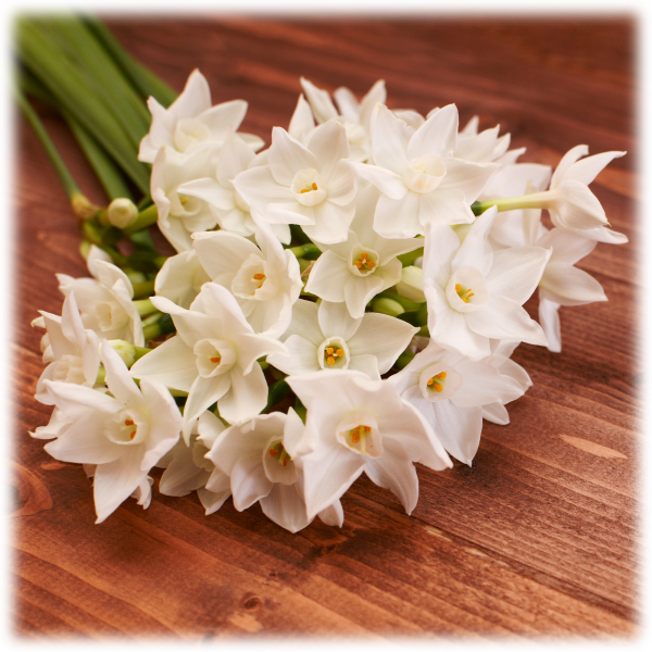 MorningSave: Touch Of Eco Fragrant Paperwhite Flowers (6 Bulbs)