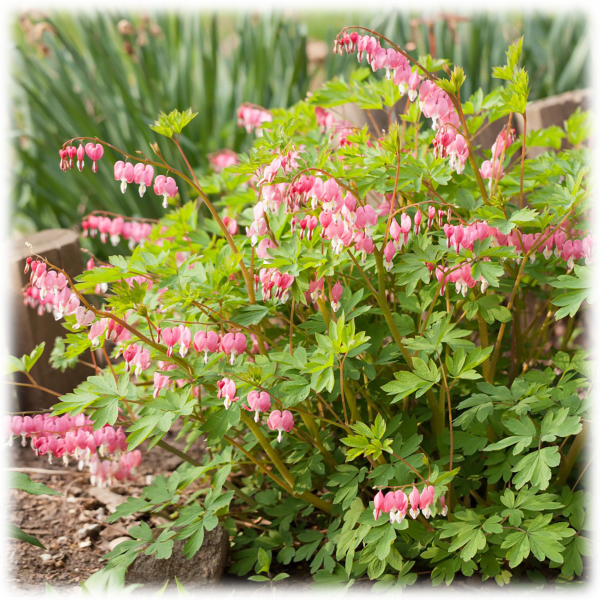 MorningSave: Pink Bleeding Heart Flowers (2 Bare Roots)
