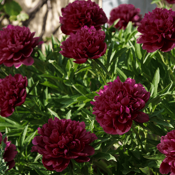 MorningSave: Touch Of ECO Black Raspberry Peony Flower Bare Roots (Dark ...