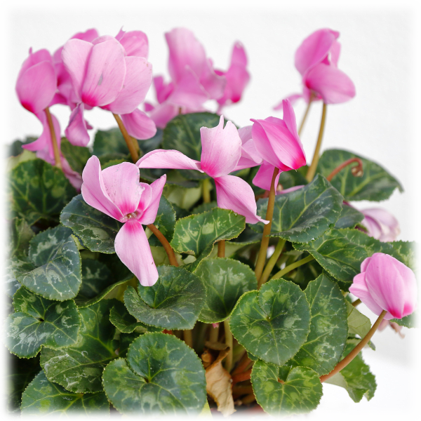 MorningSave: Touch Of Eco Pink Crush Cyclamen Flowers (6 Bulbs)