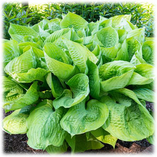 MorningSave: 3-Pack: Touch Of ECO Hosta Plant Bare Roots