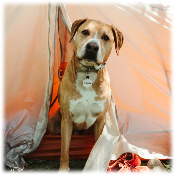 MorningSave: 2-Pack: Lifekey Fetch Smart Dog Tag ID (White)