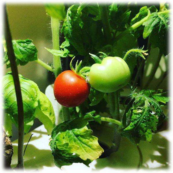 MorningSave: Click and Grow Mini Tomato Plant Pods