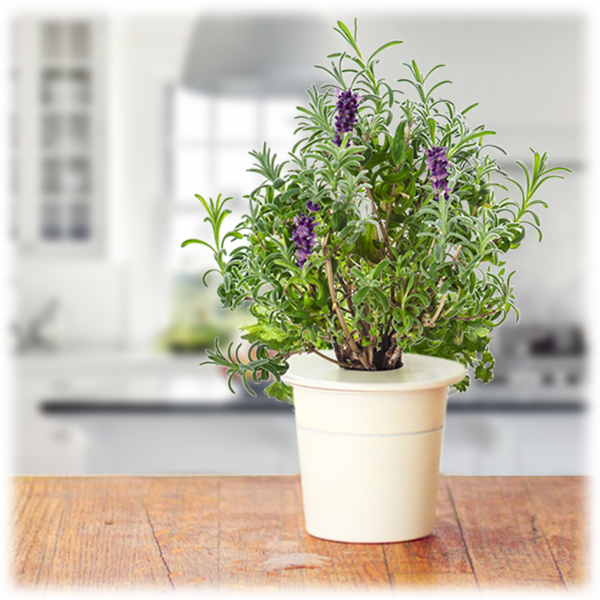 MorningSave: Click and Grow Lavender Plant Pods