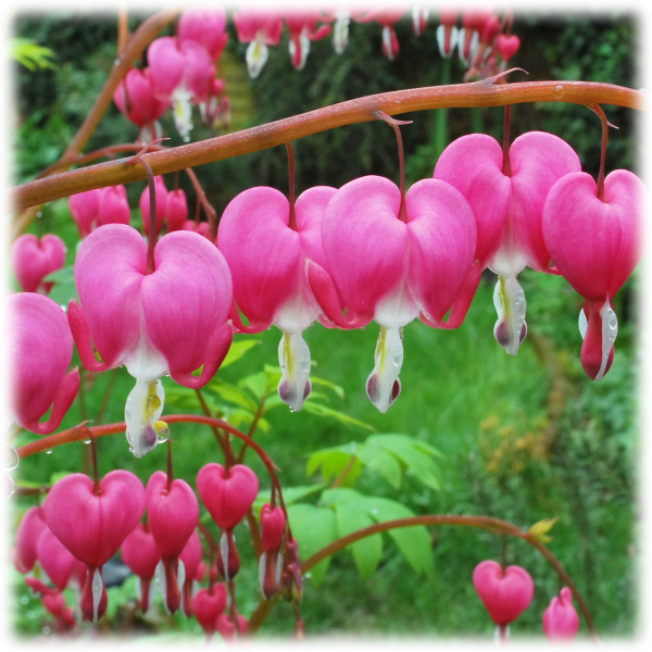 SideDeal: Pink Bleeding Heart Flowers (2 Bare Roots)