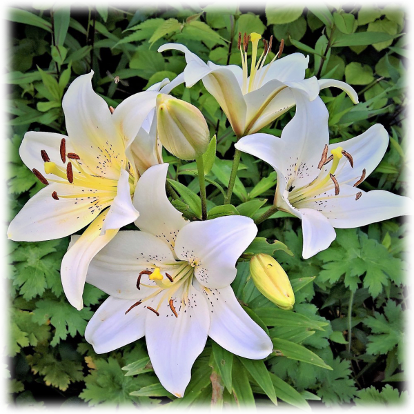 SideDeal: Giant Tree Lily "Pretty Lady" Flowers (3 Bulbs)