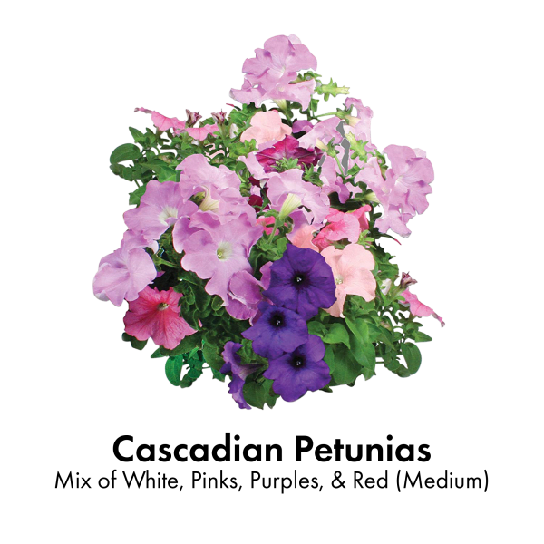 MorningSave: AeroGarden Cascading Petunias 6-Pod Seed Kit