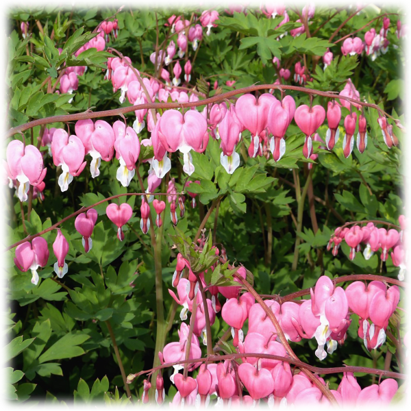 MorningSave: Pink Bleeding Heart Flowers (2 Bare Roots)