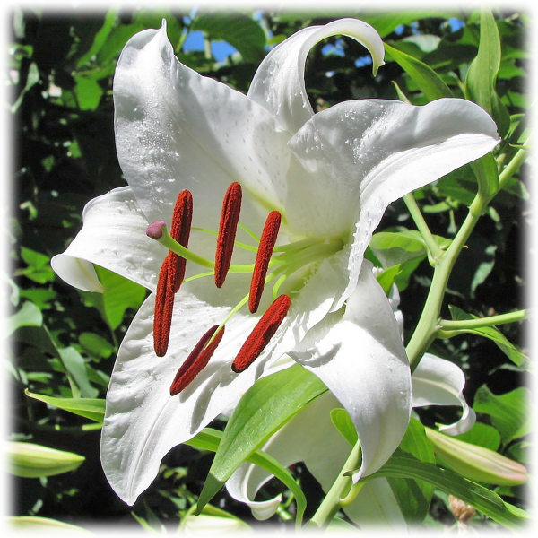 MorningSave: Giant Tree Lily "Pretty Lady" Flowers (3 Bulbs)