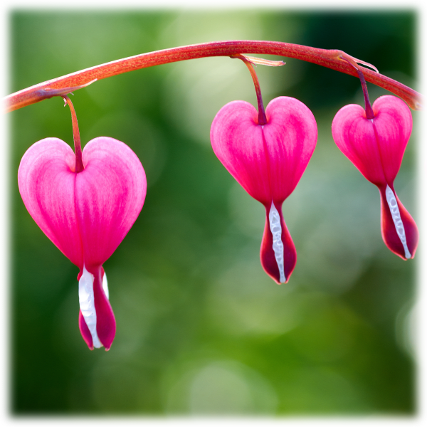 MorningSave: Pink Bleeding Heart Flowers (2 Bare Roots)