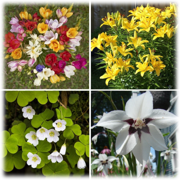 MorningSave: 100-Pack: Touch Of ECO Assorted Flower Bulbs