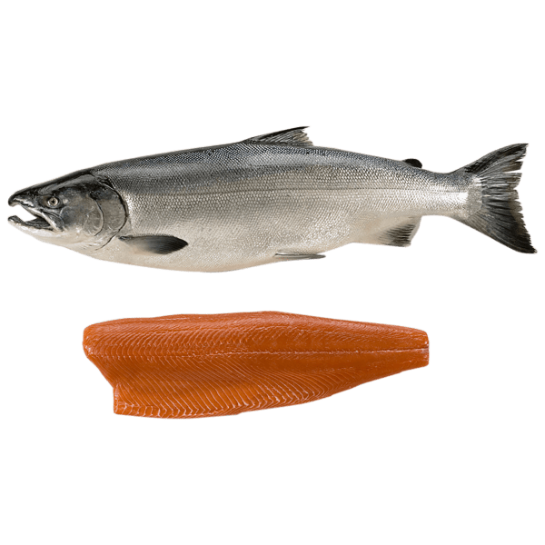 MorningSave: Alaska Gold Wild Coho Salmon - 5lbs Box