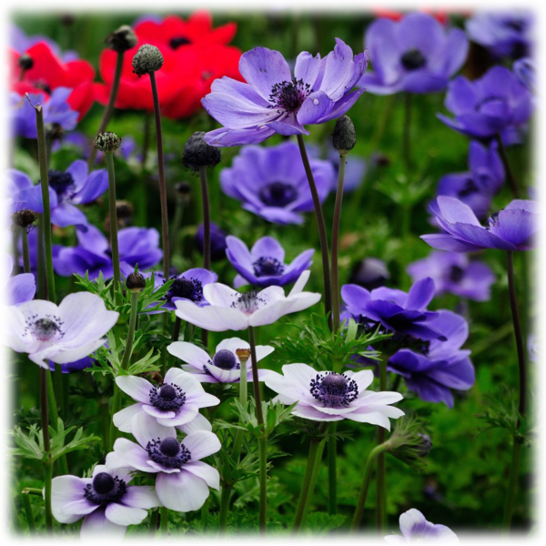 MorningSave: 100-Pack: Touch Of ECO Assorted Flower Bulbs