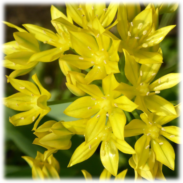 MorningSave: 100-Pack: Touch Of ECO Assorted Flower Bulbs