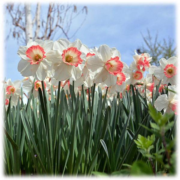 MorningSave: Touch Of Eco Pink Daffodil Flower Bulbs (6 Bulbs)