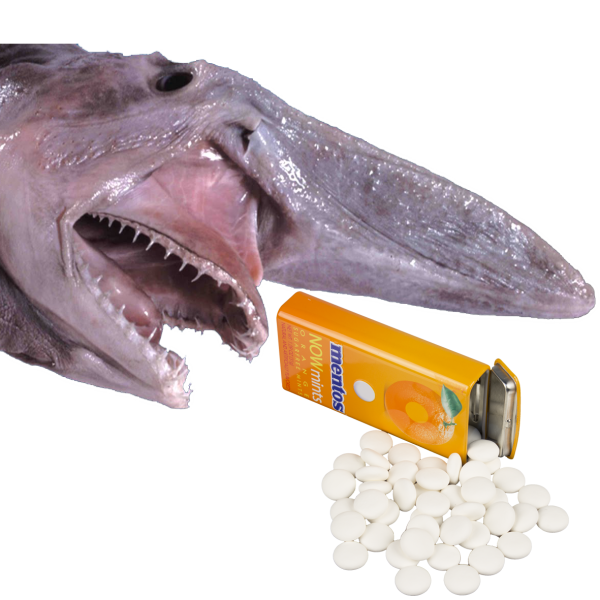 Meh: 12-Pack: Orange Mentos Now Mints