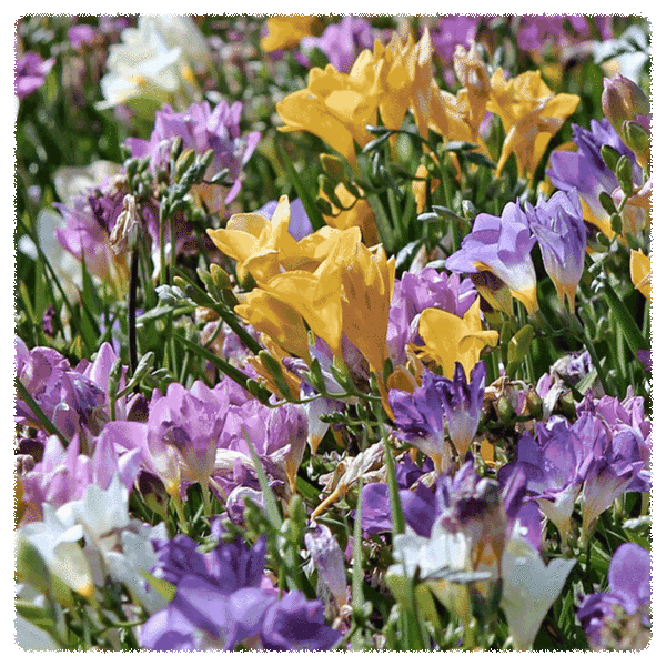 SideDeal: 30-Pack: Touch Of ECO Anemone Blanda or Fragrant Freesia ...