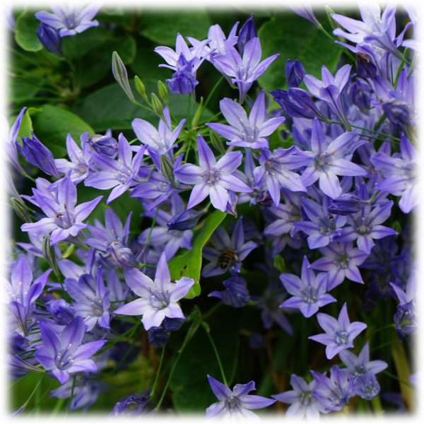 MorningSave: 100-Pack: Touch Of ECO Assorted Flower Bulbs