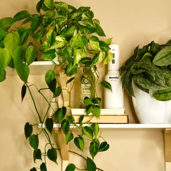 MorningSave: Mossify 30-inch Bendable Moss Pole and Mister