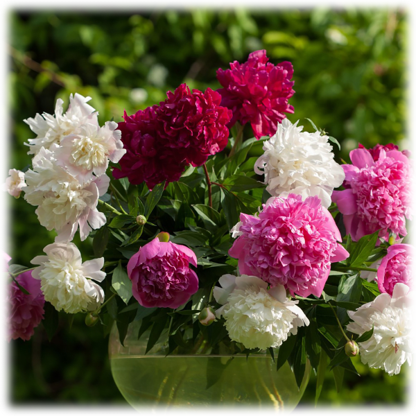 MorningSave: Mixed Colorful Peonies Flowers (4 Bulbs)