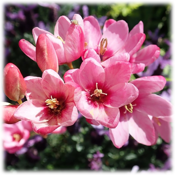 MorningSave: 100-Pack: Touch Of ECO Assorted Flower Bulbs