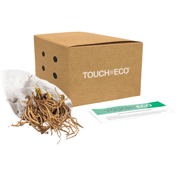 SideDeal: 6-Pack: Touch Of ECO Plant or Flower Bare Roots