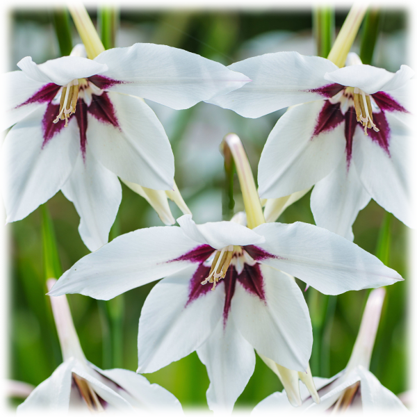 MorningSave: 100-Pack: Touch Of ECO Assorted Flower Bulbs