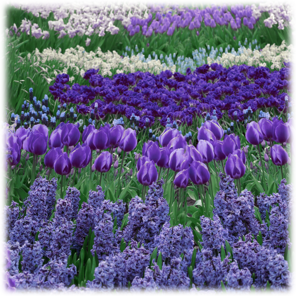 SideDeal: Touch Of Eco 40-Bulb Blue Flower Garden Bulb Collection