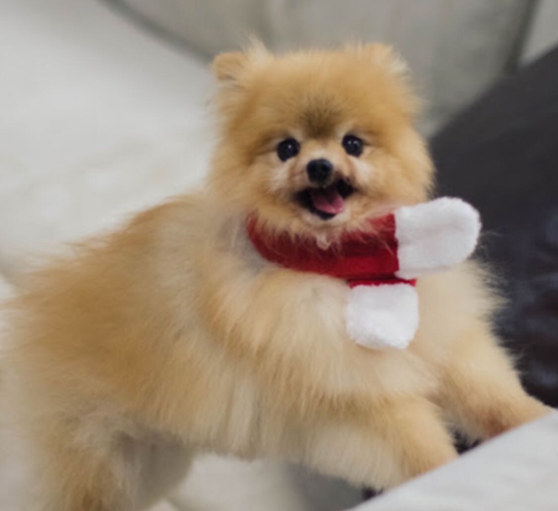 Meh: Monday Madness with your Mehrry Muppet